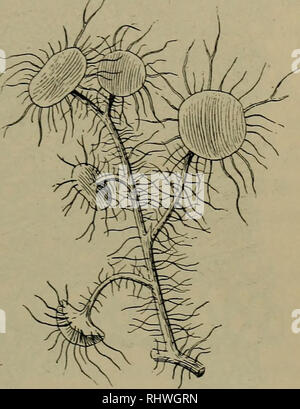 Thallus with algae in Physcia lichen. Optical microscope X100 Stock ...