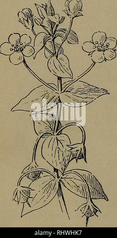 . Foundations of botany. Fig. 128. — Axillary andSolitary FloAvers ...