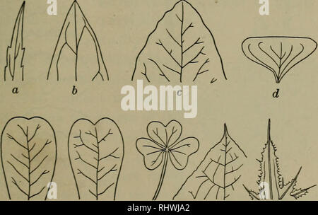 Foundations of botany (Page 89 Stock Photo - Alamy