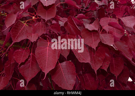Beautiful red green peepal tree leaf in India Stock Photo - Alamy