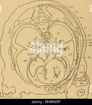 semispinalis dorsi rabbit