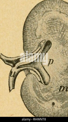 Urinary Bladder in Rabbit Stock Photo - Alamy