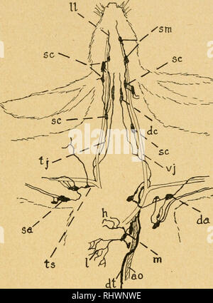 Lymph nodes and vessels in the head, neck and chest Stock Photo ...