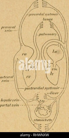 . Practical anatomy of the rabbit : an elementary laboratory textbook ...