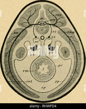 The central nervous system is made up of the brain and spinal cord 3D ...
