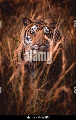 The curious Royal Bengal Tiger in a spotlight Pench tiger Reserve ...