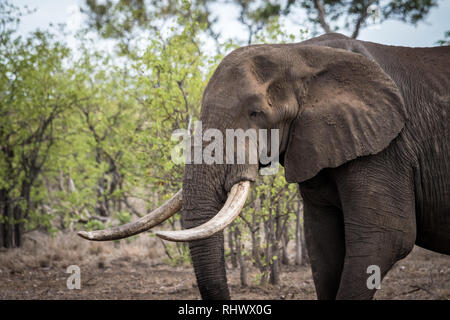 Big elephant tusker in Kruger national park Stock Photo - Alamy