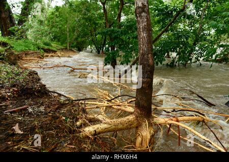 Tree roots exposed due to flooding at Babinda Creek. Far North ...