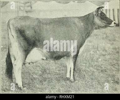Milk Veins On A Dairy Cow Stock Photo - Alamy