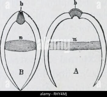 Right valve of a fresh water mussel Stock Photo - Alamy