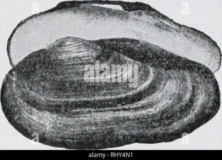 Right valve of a fresh water mussel Stock Photo - Alamy
