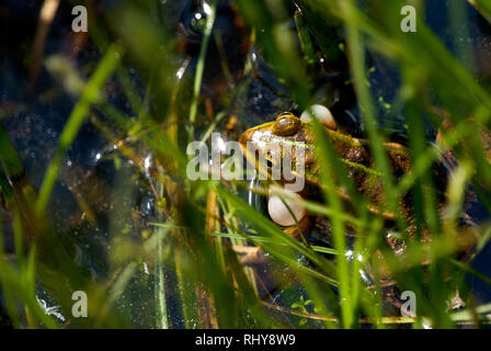 Croaking frog in a swamp Stock Photo - Alamy