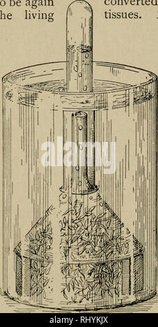 Leaf starch test on leaves that have been kept in the dark (right) and ...