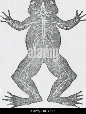 . Beginners zoology. Zoology. Fig. 259.— Brain of Frog. Fig. 260 ...