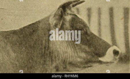Milk Veins On A Dairy Cow Stock Photo - Alamy