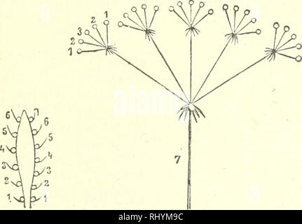 . Beginners' botany. Botany. Fig. 221. —Forms of Centripetal Flower ...