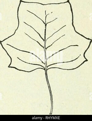 . Beginners' botany. Botany. Fig. 107. —Orbicular LoBED Leaves. Fig ...