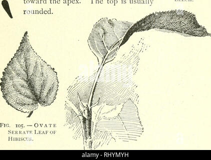 . Beginners' botany. Botany. Fig. 104. — Elliptic Leaf of Purple Beech ...