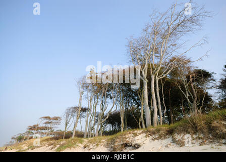 Darßer Weststrand near Prerow, Mecklenburg-Pomerania, Germany Stock ...