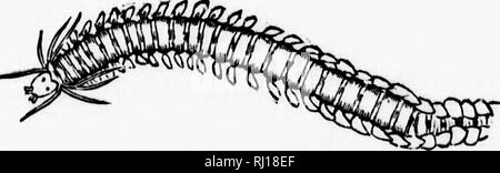 Nervous system of the cuttle fish Stock Photo - Alamy