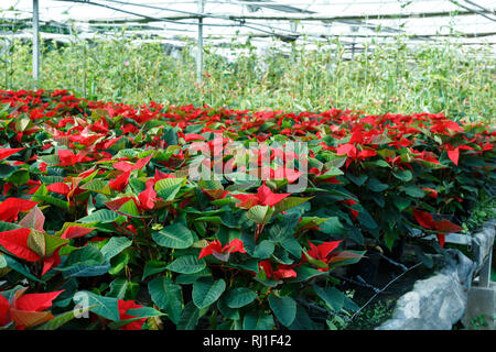 Poinsettia. Red plantation of Christmas star flowers cultivated in ...