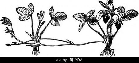 Strawberry being planted, strawberry plant Stock Photo - Alamy