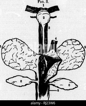 . The American beaver and his works. Beavers. 304 APPENDICES. The ...