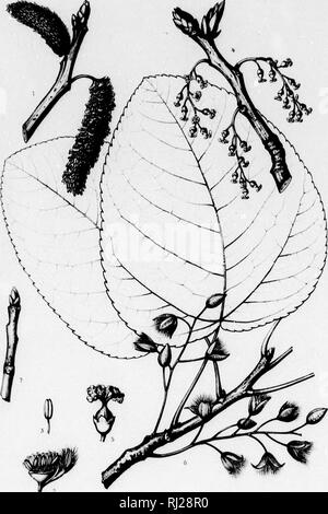 Populus heterophylla L Populus heterophylla L Stock Photo - Alamy