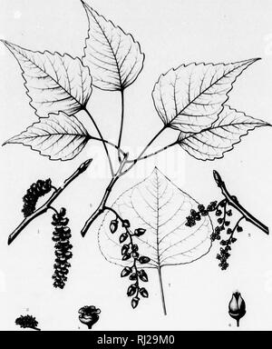 Populus mexicana Populus mexicana Stock Photo - Alamy