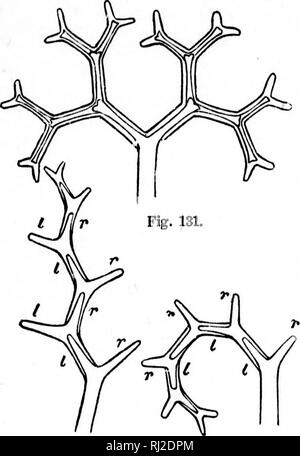 . Elements of plant anatomy;. Botany -- Anatomy. 130 ELEMENTS OF PLANT ...