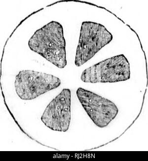 . Elements of plant anatomy;. Botany -- Anatomy. ANATOMY OF TISSUES ...
