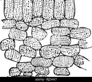 . Elements of plant anatomy;. Botany -- Anatomy. ANATOMY OF TISSUES ...