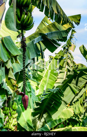 Banana plantation, Guatemala Central America - example of Guatemala ...