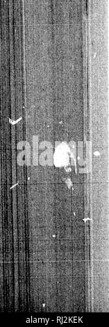 Stout spines on the gill rakers of a crayfish (Crustacea: Decapoda ...