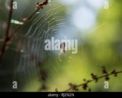 Cardinal spider, Tegenaria parietina, in front of white background ...