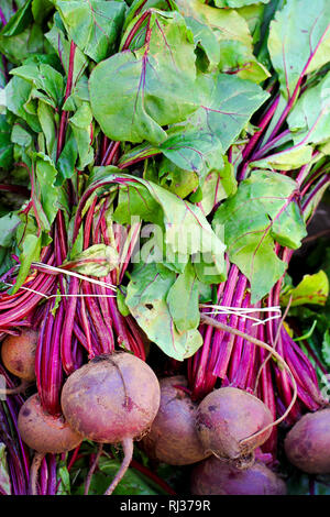 Big pile of fresh organic beetroot assortment Stock Photo - Alamy