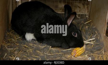 Female livestock breeder with rabbit food in her hands at farm Stock ...