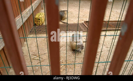 A fluffy and hairy beaver in the water in a forest on a sunny day Stock ...
