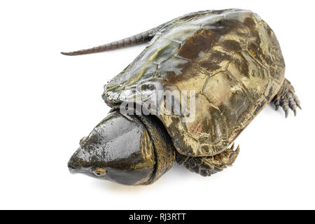 Chinese big headed turtle Platysternon megacephalum Stock Photo ...