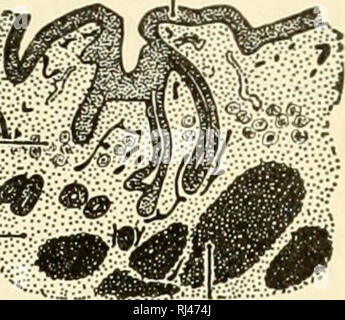 . The chordates. Chordata. FlG. 447. A figure illustrating the ...