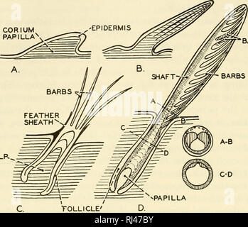 . The chordates. Chordata. PULP-^ Fig. 399. Four stages in the ...