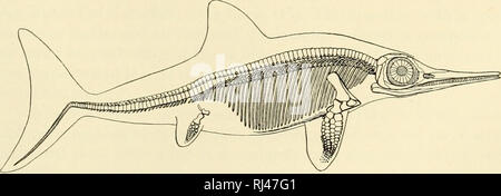 . The chordates. Chordata. Sauropsida: Class Reptilia PL 491. Fig. 382 ...