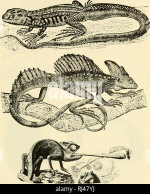 . The chordates. Chordata. Sauropsida: Class Reptilia PL 491. Fig. 382 ...