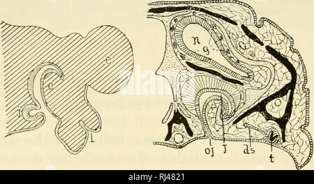 . The chordates. Chordata. Fig. 368. Sections of larval (Bornj and ...