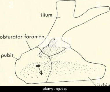 . Chordate morphology. Morphology (Animals); Chordata. obturator foramen