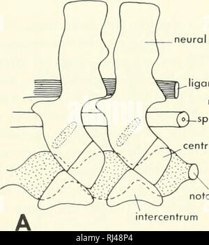 . Chordate morphology. Morphology (Animals); Chordata. B AXIS ...