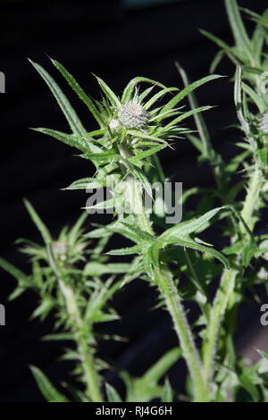 Acker-Kratzdistel, Cirsium arvense Stock Photo - Alamy