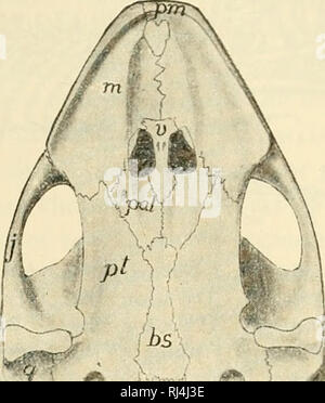 . The chordates. Chordata. Sauropsida: Class Reptilia PL 491. Fig. 382 ...