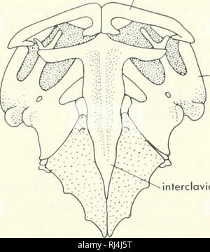 . Chordate morphology. Morphology (Animals); Chordata. procoracoid ...