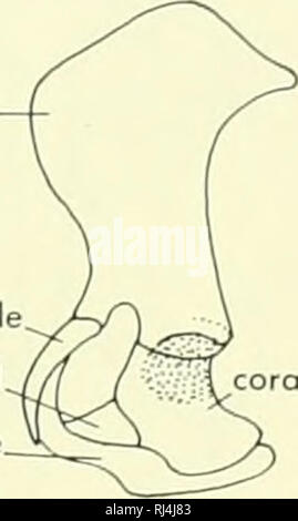 . Chordate morphology. Morphology (Animals); Chordata. procoracoid ...